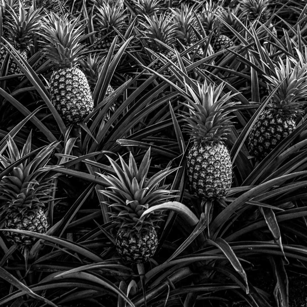 Capricorn Coast Pineapple Rail Trail Rocky River Run
